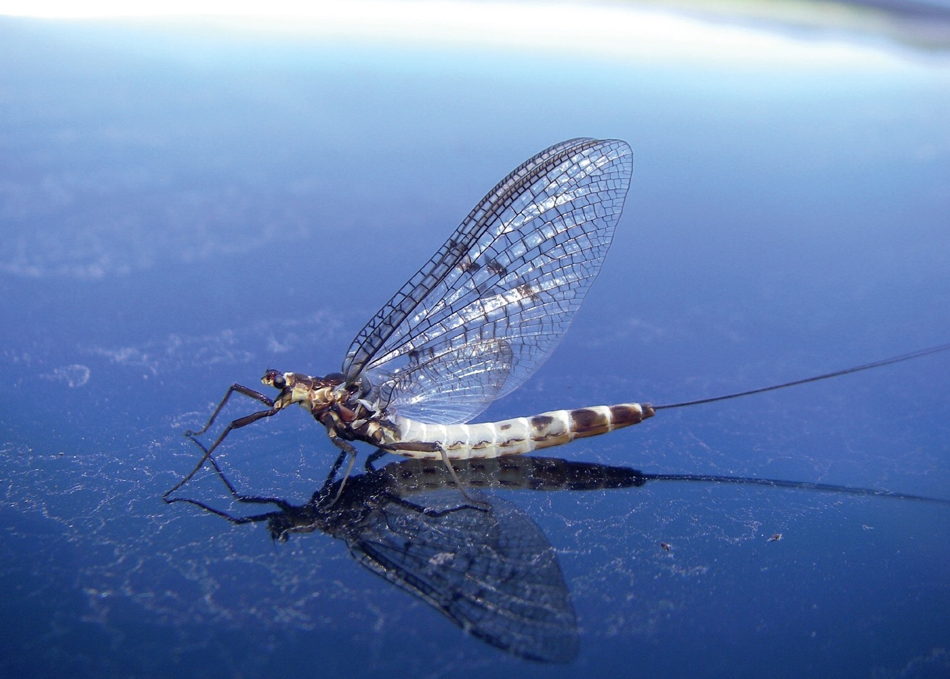 L'entomologie et la pêche à la mouche - Tenkara World