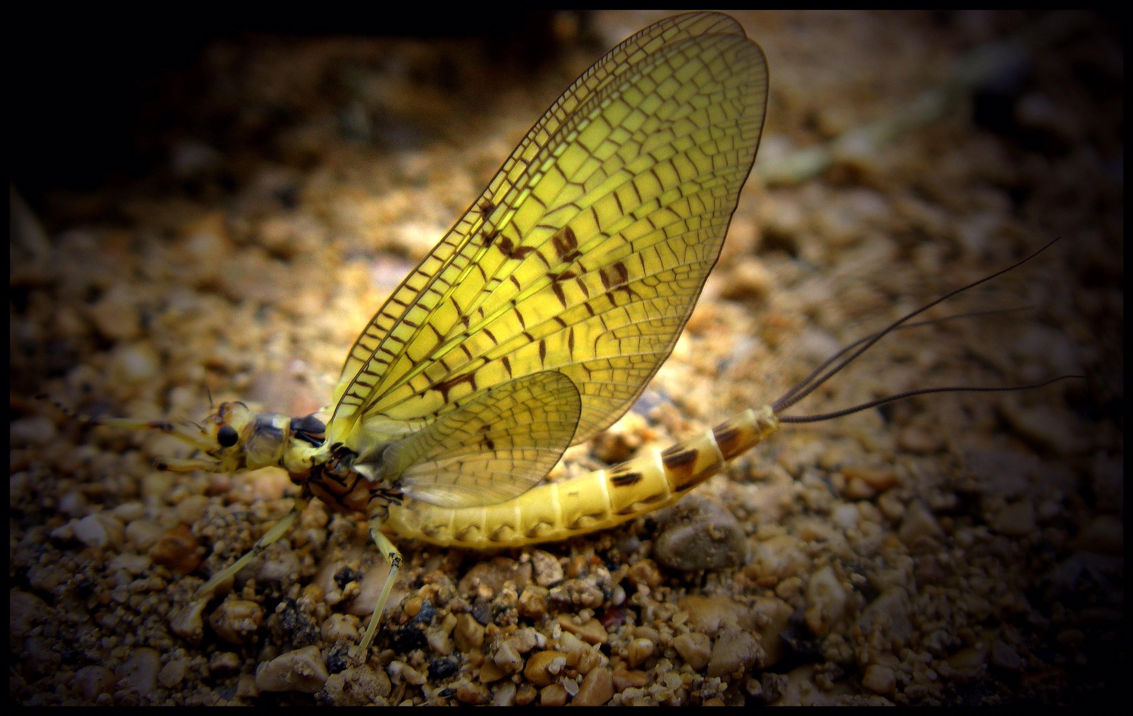 Le Tamo est l'épuisette utilisée au Tenkara - Tenkara World