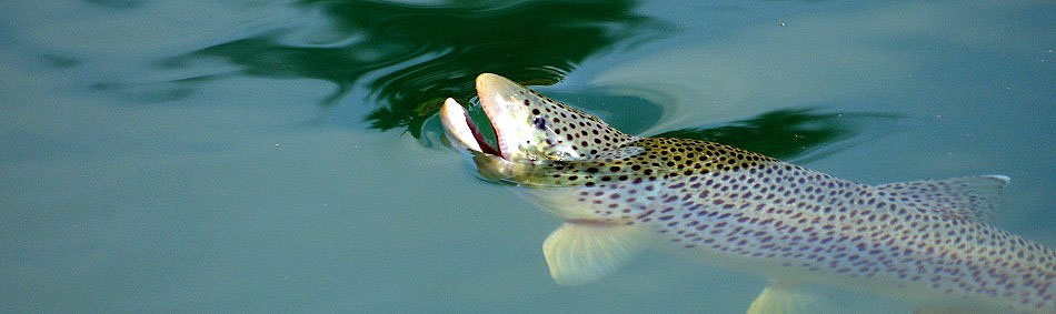 Les principes d'un bon ferrage & la pêche à la mouche - Tenkara World
